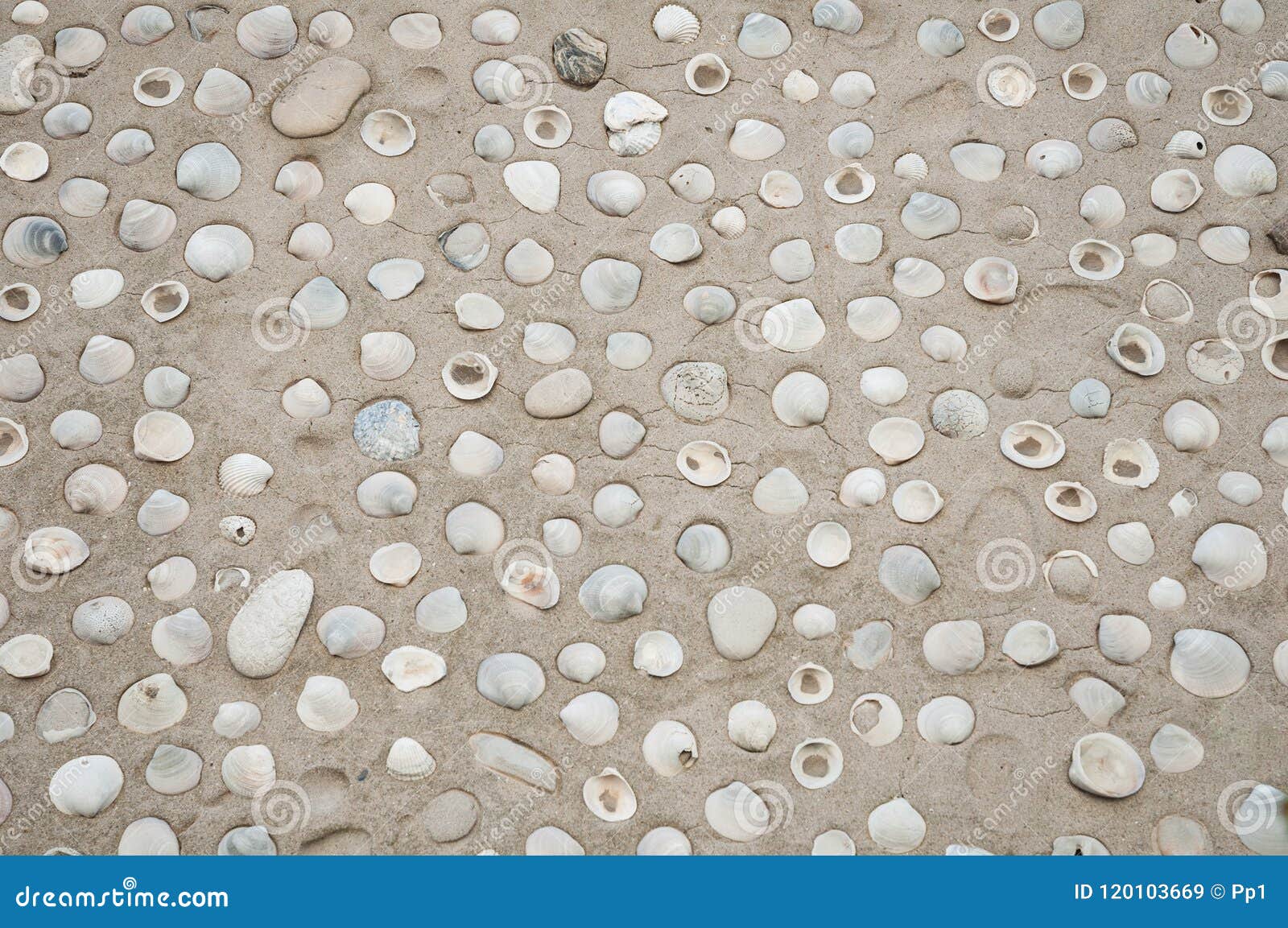 Sea Ocean Shell in Beach Sand Pattern Stock Image - Image of nature ...