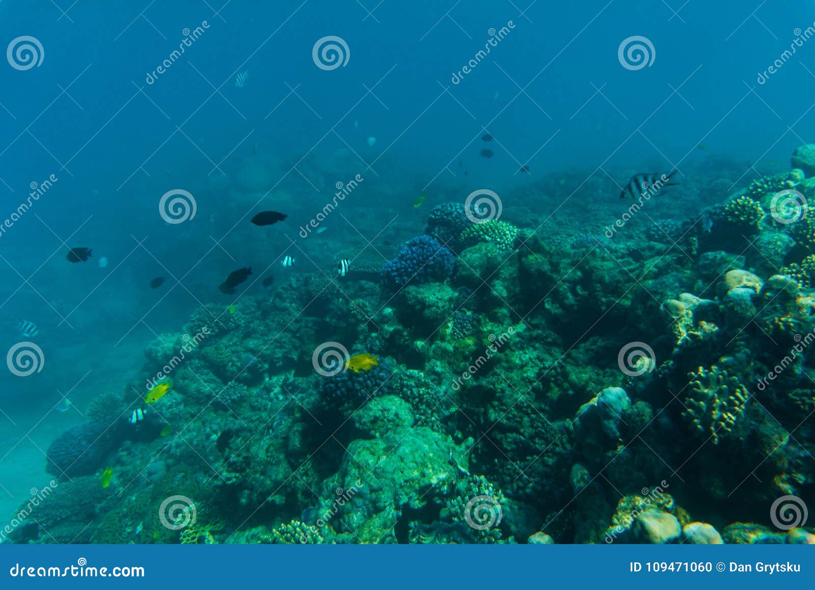 Sea or Ocean Underwater Coral Reef. Summer Vocation Stock Photo - Image ...