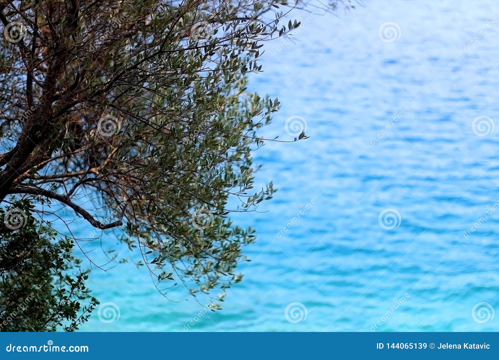Sea and Olive Tree stock image. Image of dalmatia, coast - 144065139