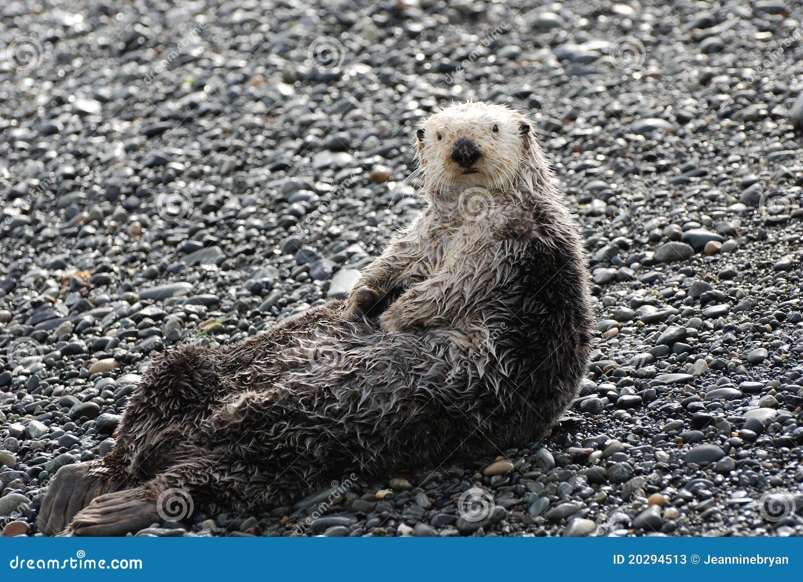Sea Otter stock image. Image of hair, shore, sitting - 20294513