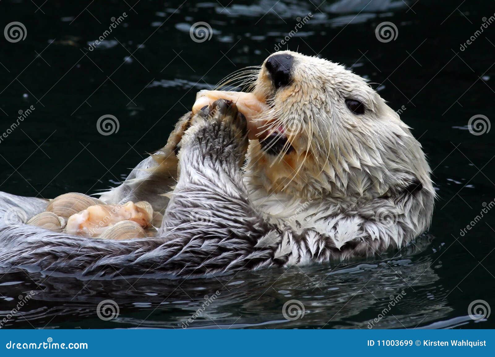 Sea Otter (Enhydra lutris) stock image. Image of marine - 11003699
