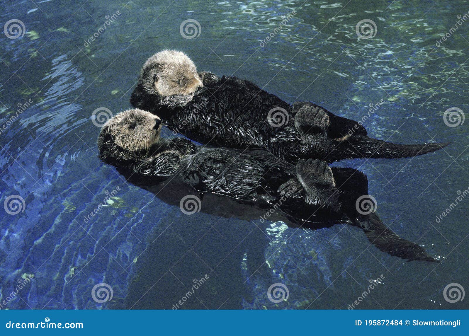 Sea Otter, Enhydra Lutris, Adults Stock Photo - Image of mammal ...