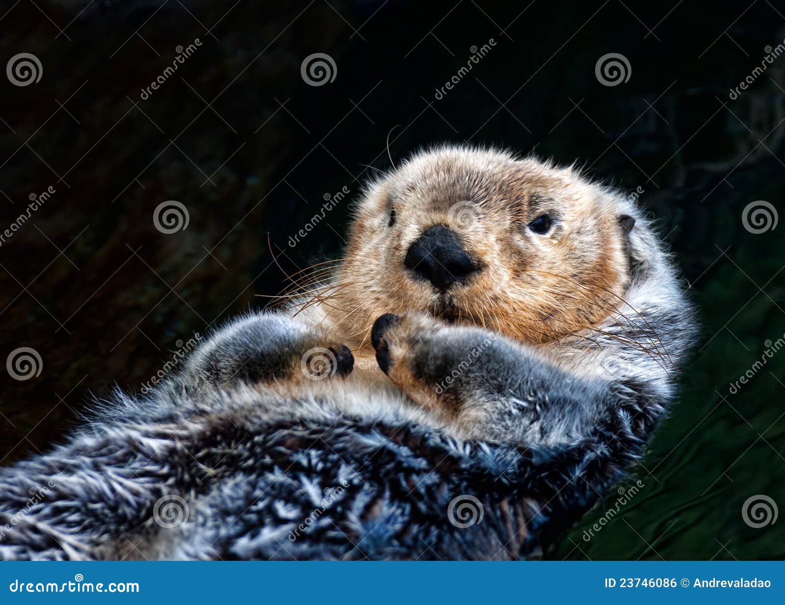 Sea Otter relaxing stock photo. Image of water, humorous - 23746086