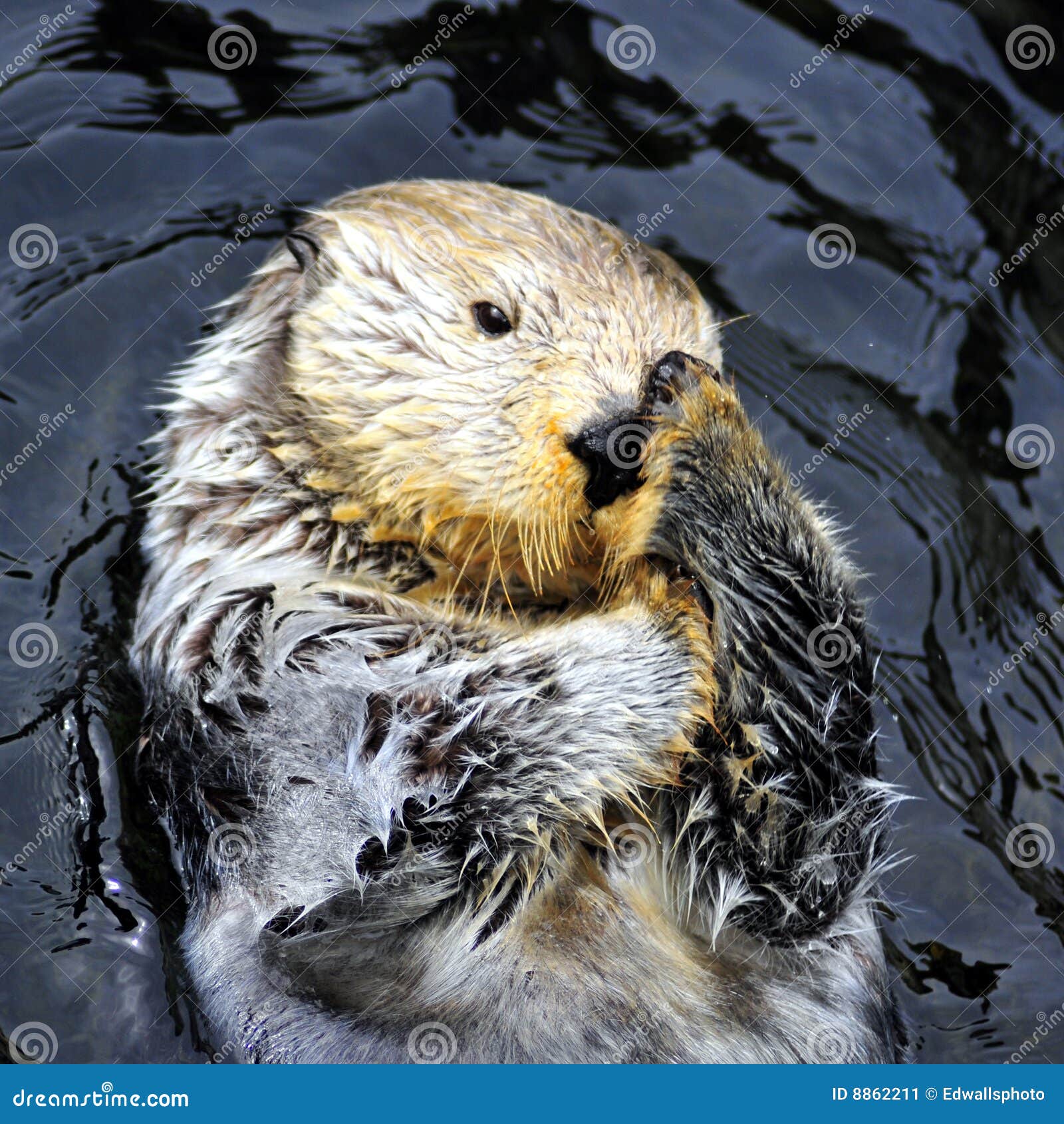Sea otter rubbing face stock image. Image of waves, vancouver - 8862211