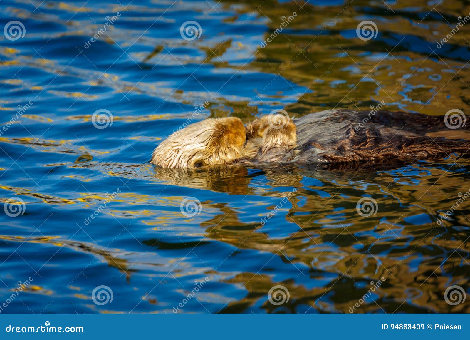 Sea otter sleeping stock image. Image of water, arctic - 94888409