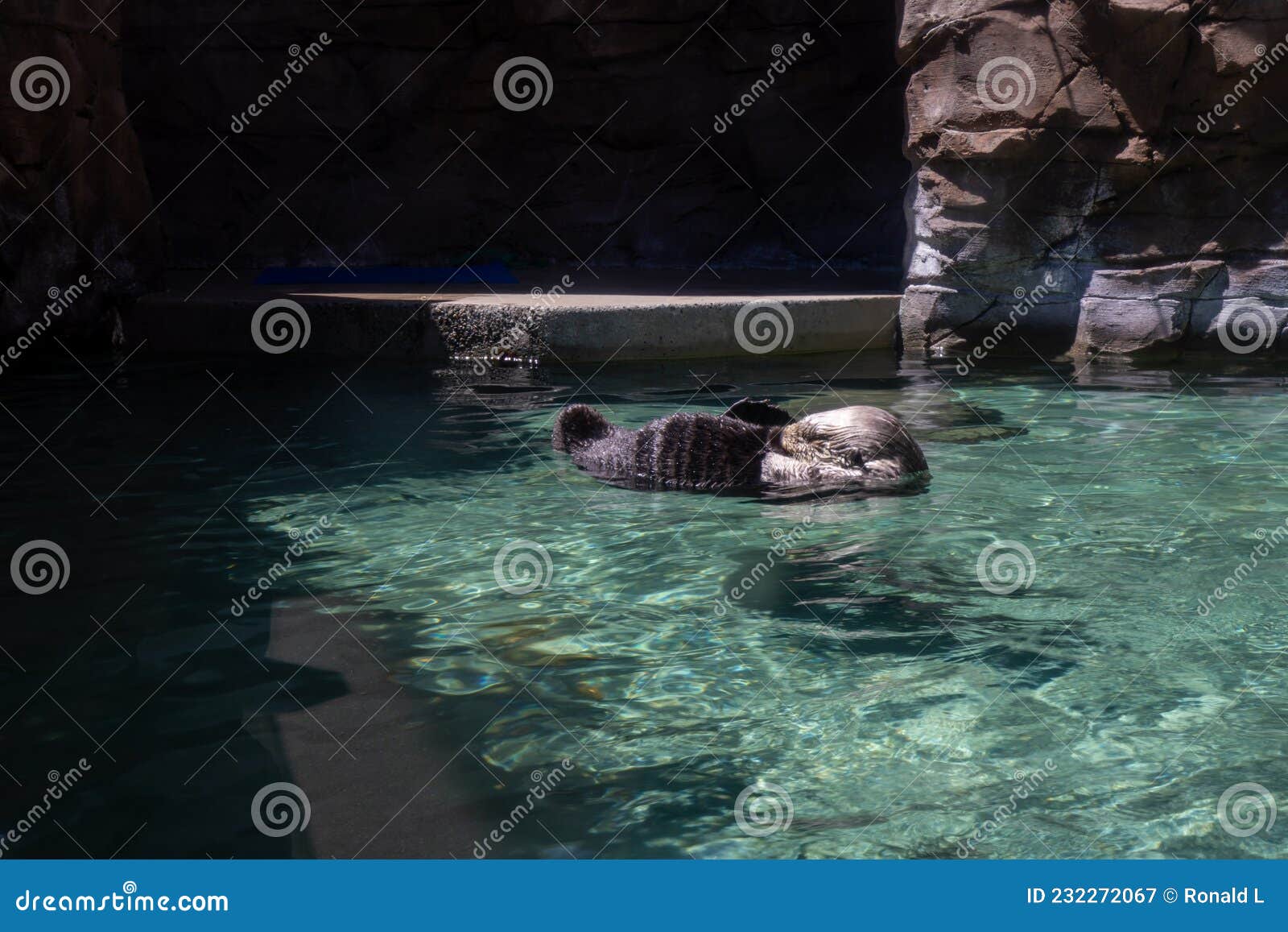 Sea Otter Sleeping on the Water in Seattle Aquarium Stock Image - Image ...