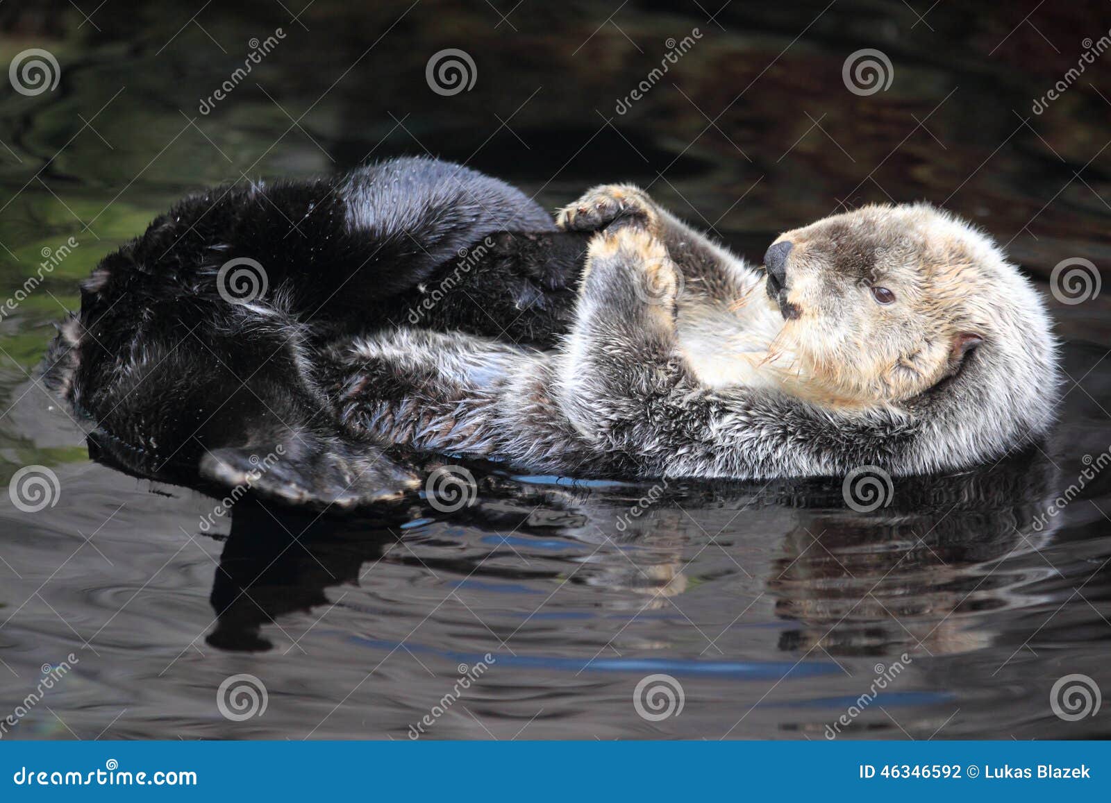 Sea otter stock photo. Image of lutris, animal, surface - 46346592