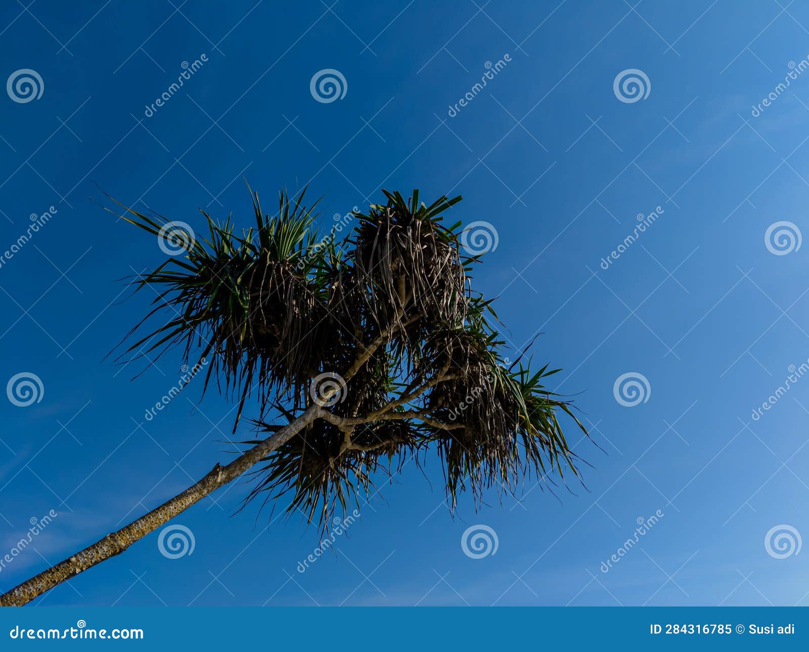 Sea Pandan Tree on the Beach at Noon Stock Image - Image of growth ...