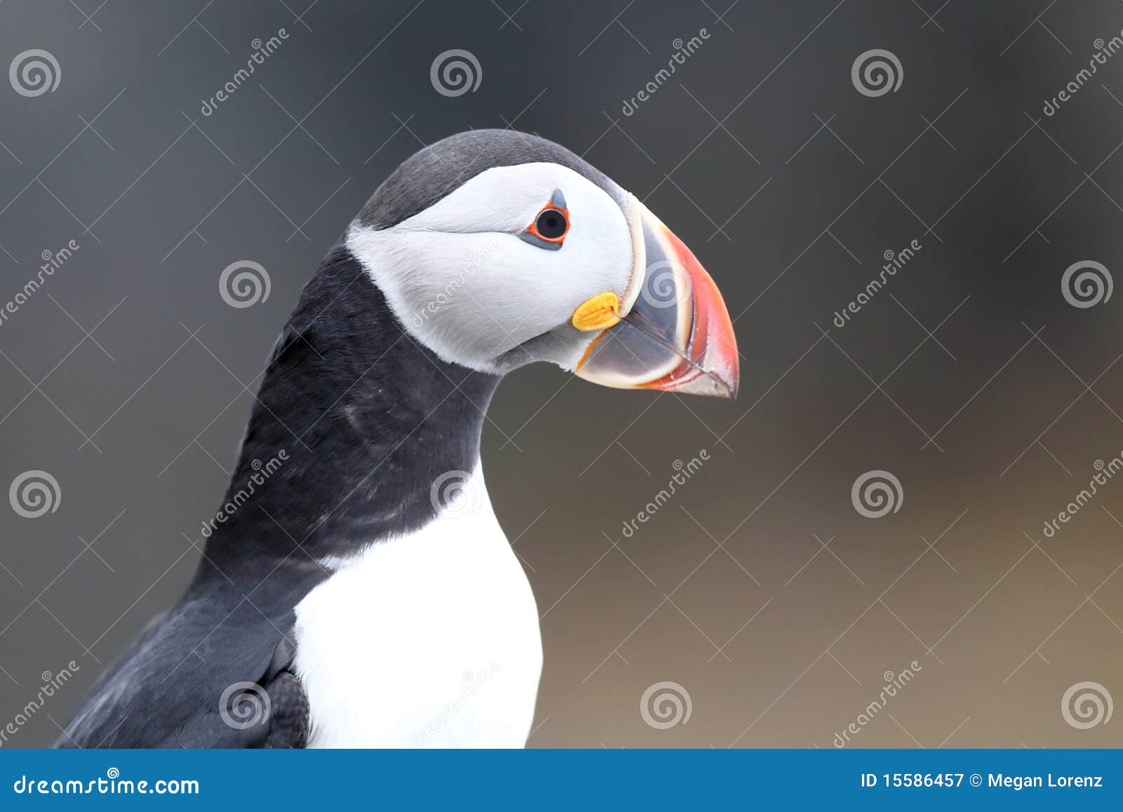 Sea Parrot stock image. Image of seabird, curious, nature - 15586457