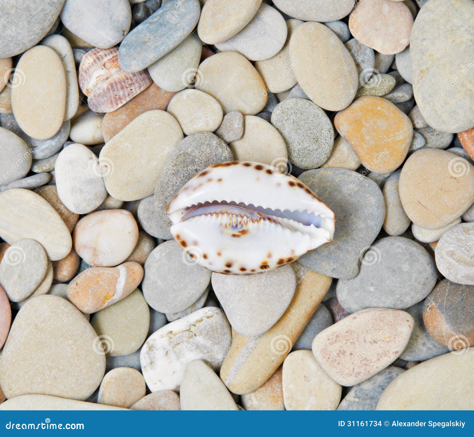 Sea pebble and shell stock photo. Image of outside, alternative - 31161734