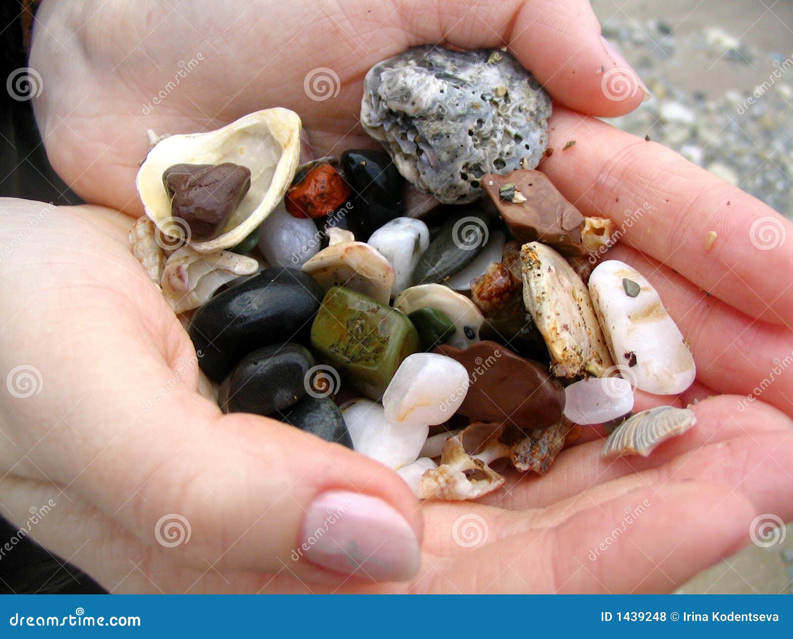 Sea pebbles in the hands stock photo. Image of gravel - 1439248