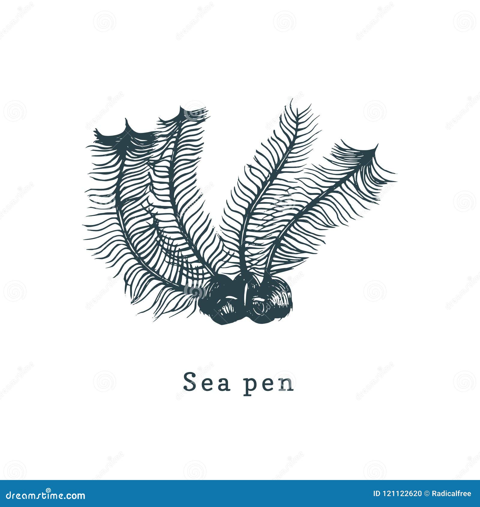 Sea Pens Vector Illustration.Drawing of Coral Polyp on White Background ...