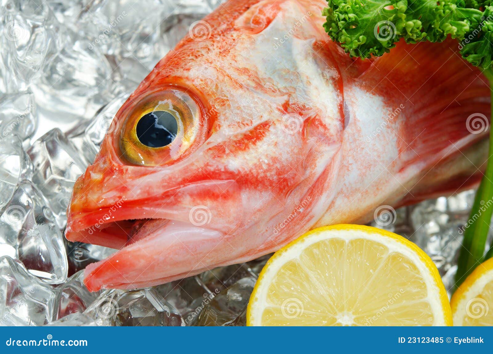 Sea perch stock image. Image of fish, seafood, aquatic - 23123485