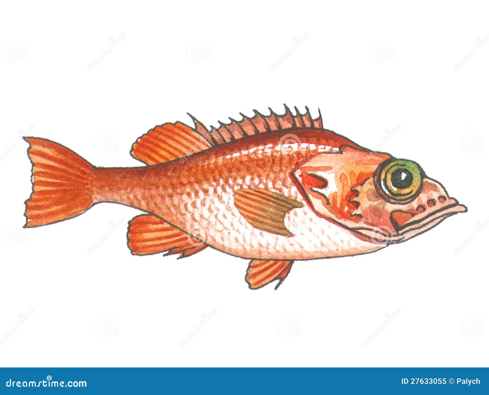 Sea perch stock illustration. Illustration of marine - 27633055