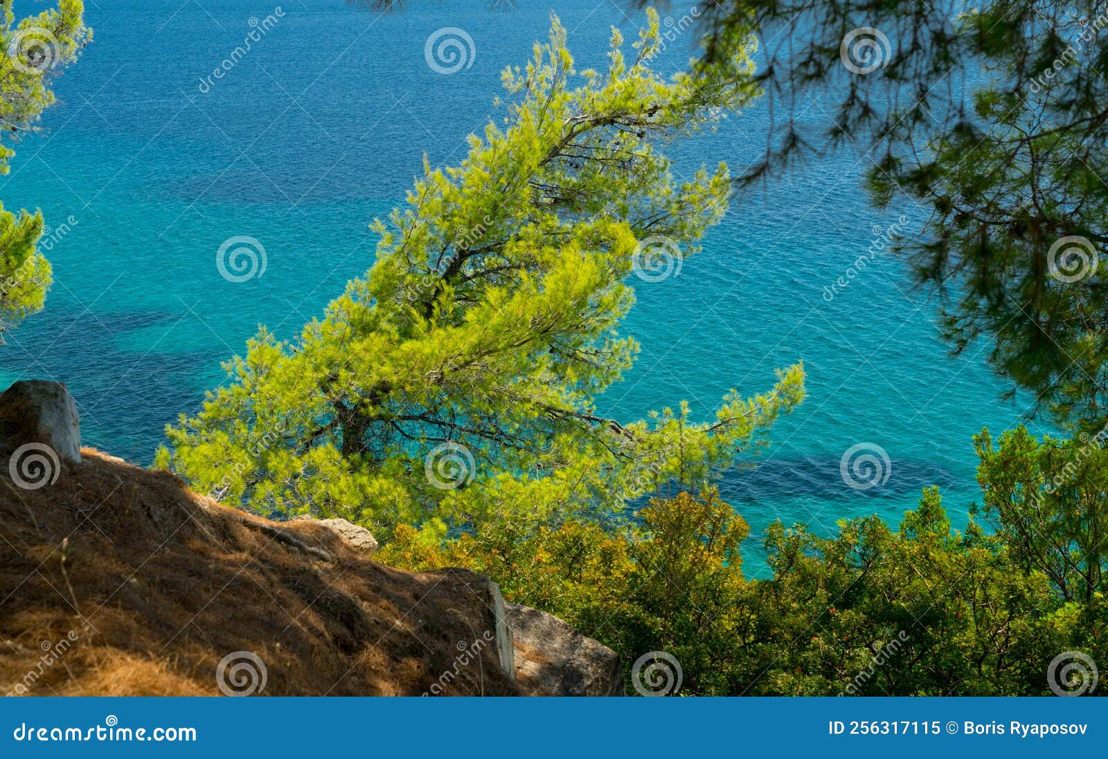 Sea and pine trees stock image. Image of coastline, pine - 256317115