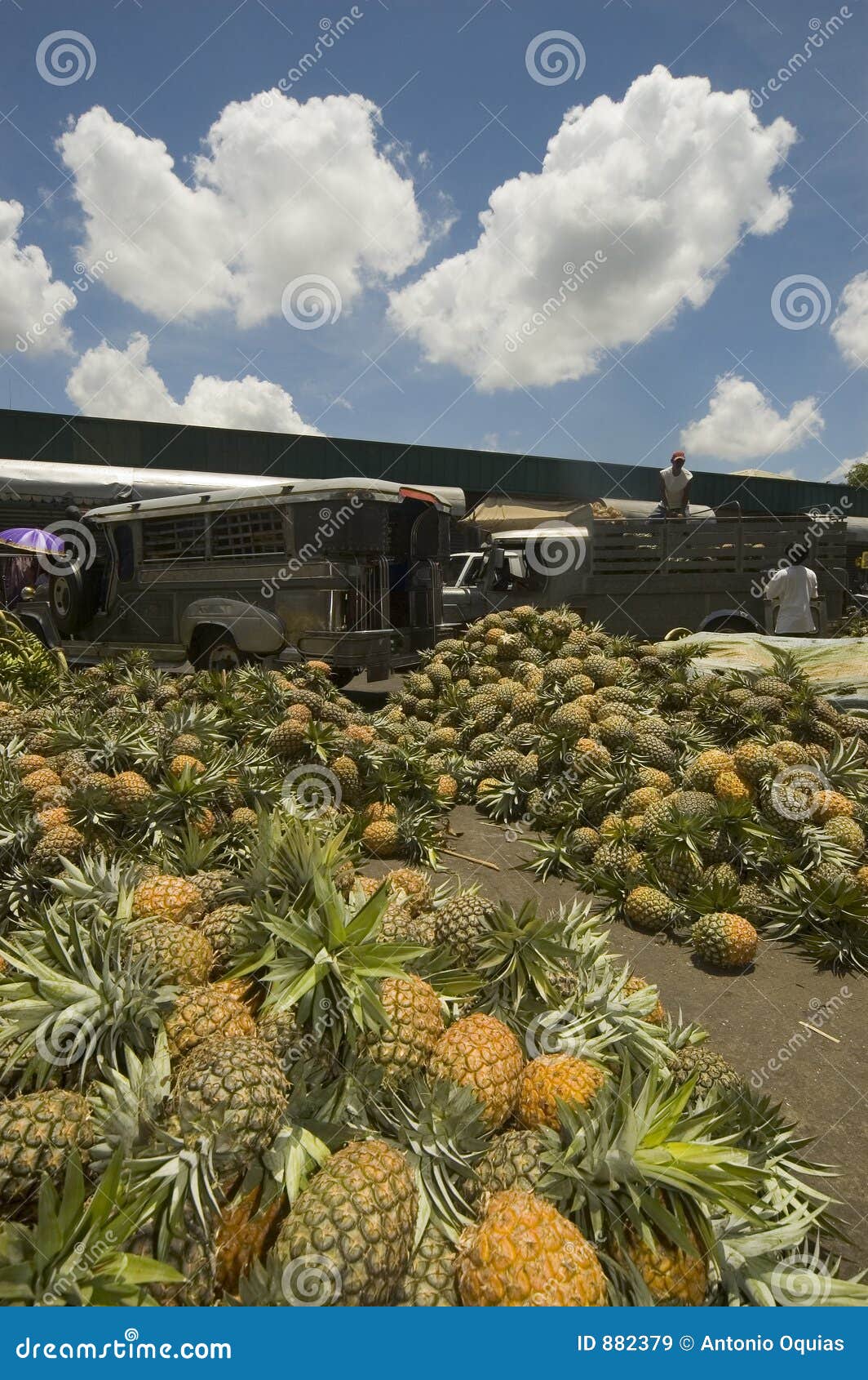 Sea of Pineapple stock image. Image of ripe, nature, sweet - 882379