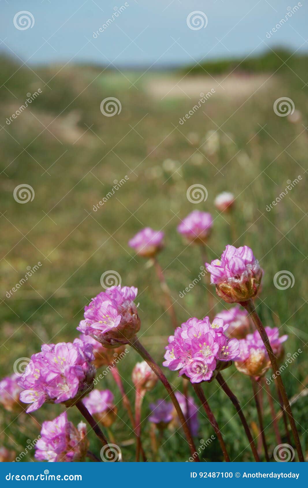 Sea pink stock photo. Image of spring, nature, sandy - 92487100