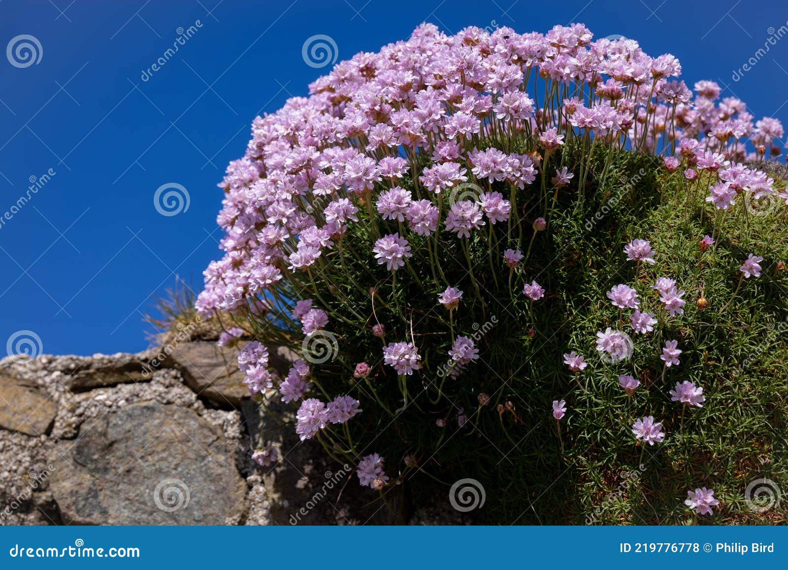 Sea Pinks Flowering in Springtime at St Ives in Cornwall Stock Photo ...
