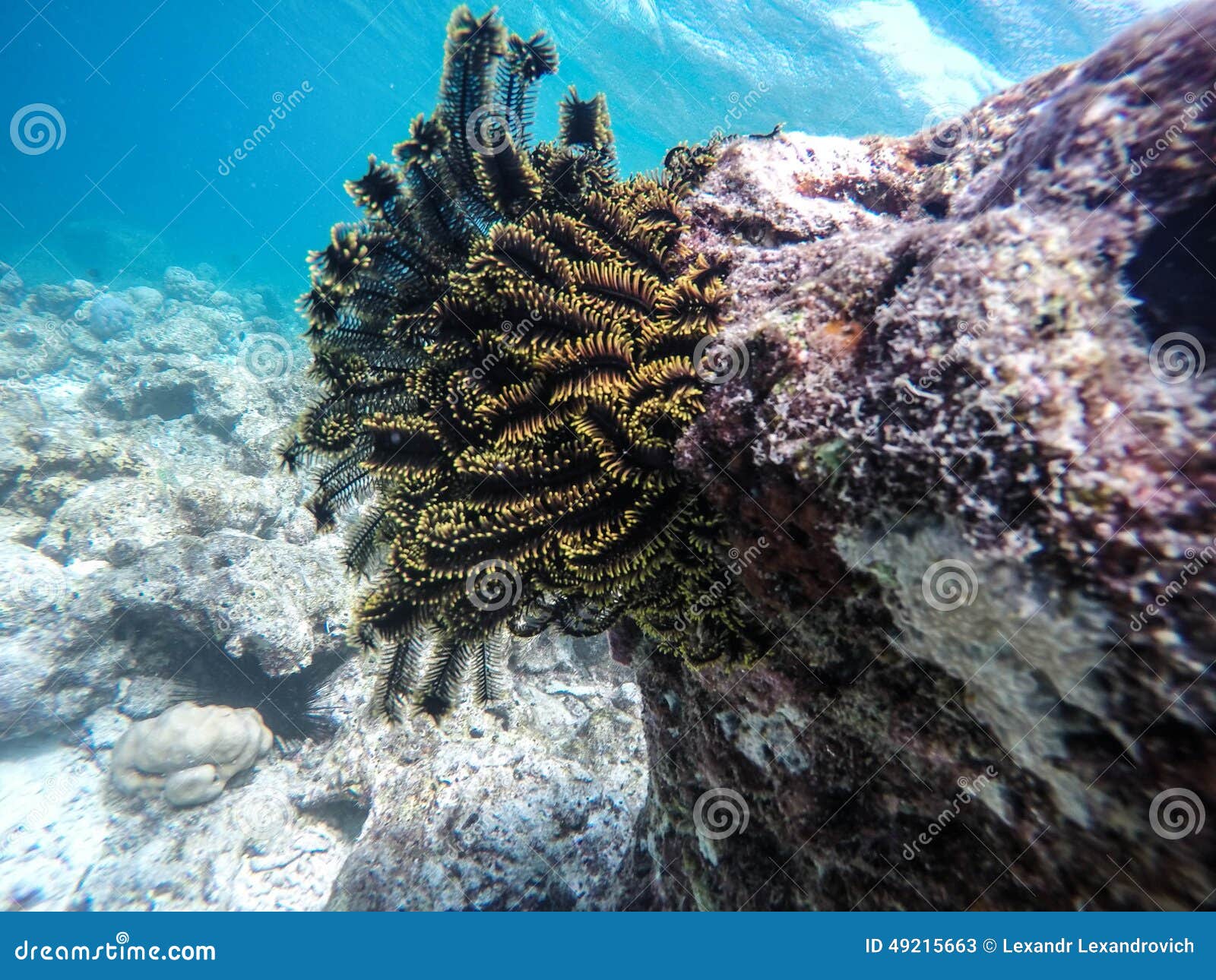Sea plant stock image. Image of ocean, maldives, rock - 49215663