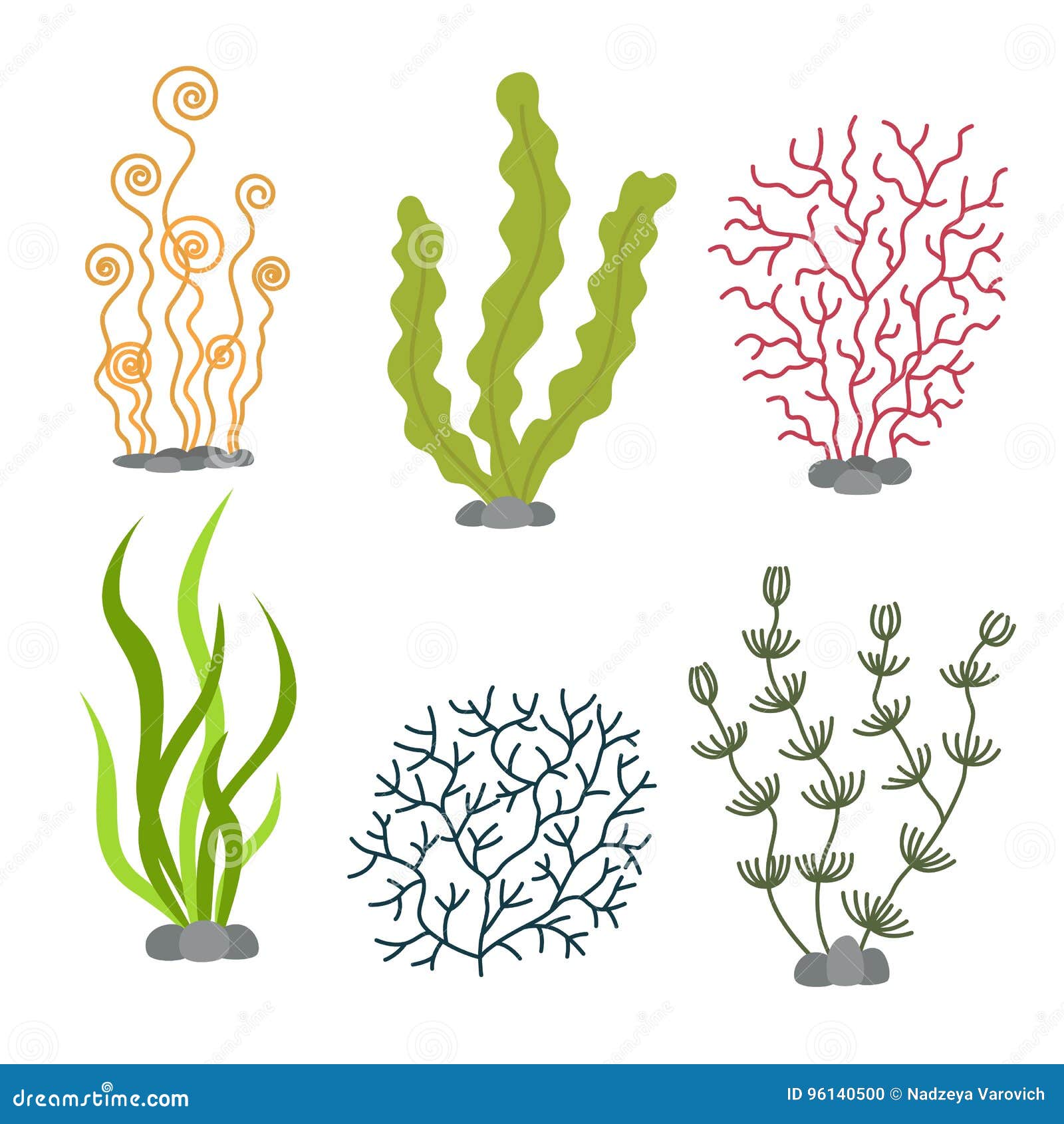Aquatic Marine Algae Plant, Underwater Seaweed Vector Illustration | CartoonDealer.com #108779299