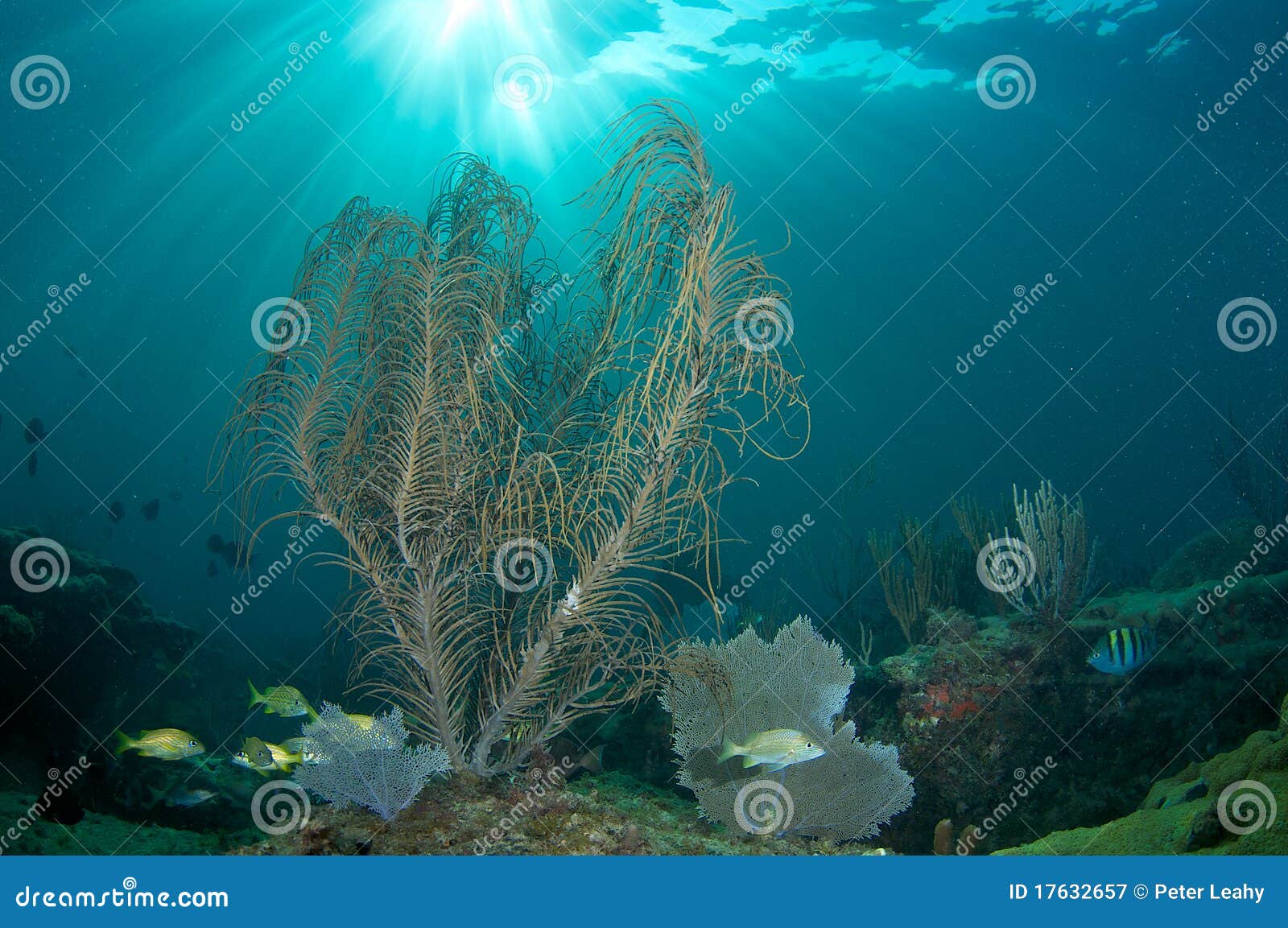 Sea Plume stock image. Image of plankton, florida, montastrea - 17632657