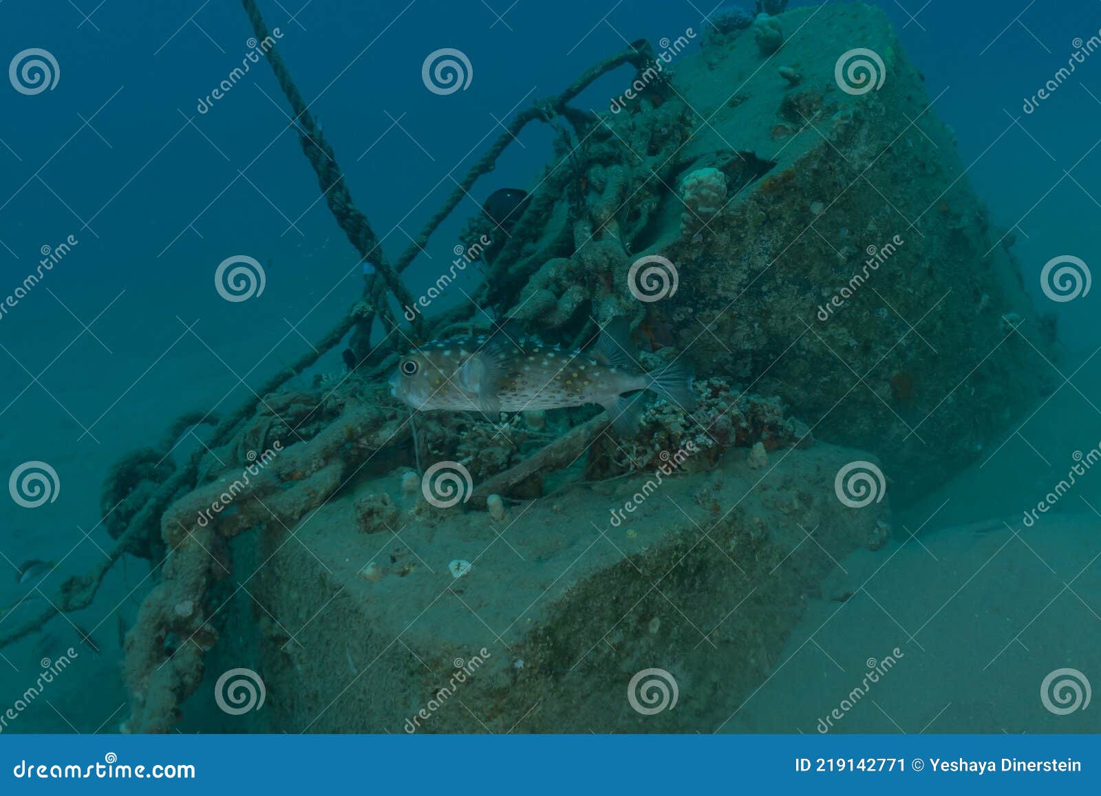 Sea Pollution in Metals Garbage in the Red Sea Stock Image - Image of ...
