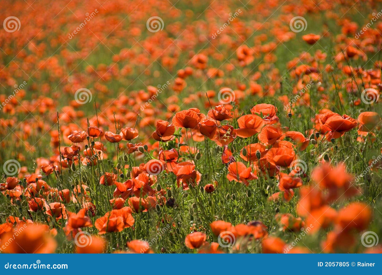 Sea of poppies stock image. Image of lucent, flora, manure - 2057805