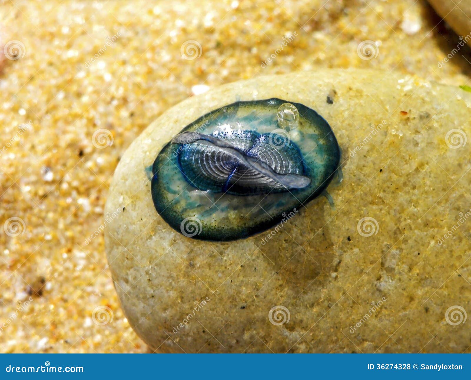 Sea Raft stock photo. Image of ocean, velella, port, marine - 36274328