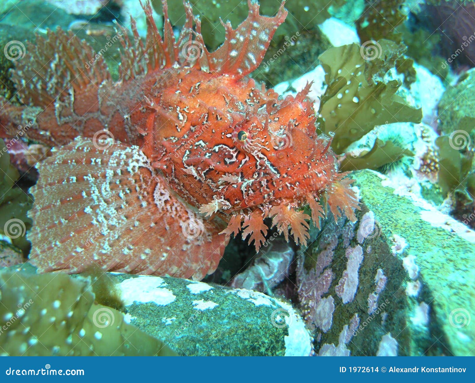 Sea raven 2 stock photo. Image of fish, nature, newfoundland - 1972614