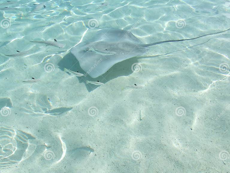 Sea Ray stock photo. Image of beach, bora, stingray, tahiti - 2333600
