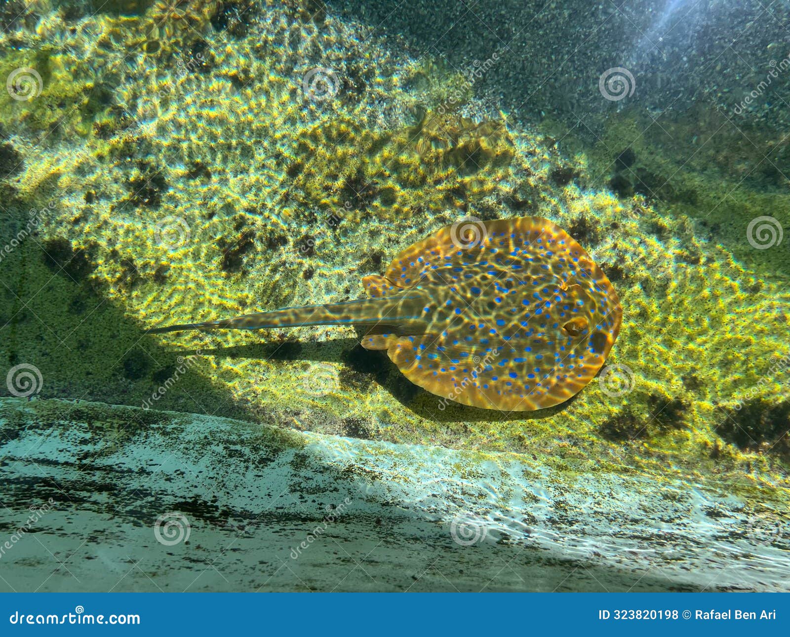 Sea Ray Stingray on a Bottom Floor Stock Photo - Image of bottom ...