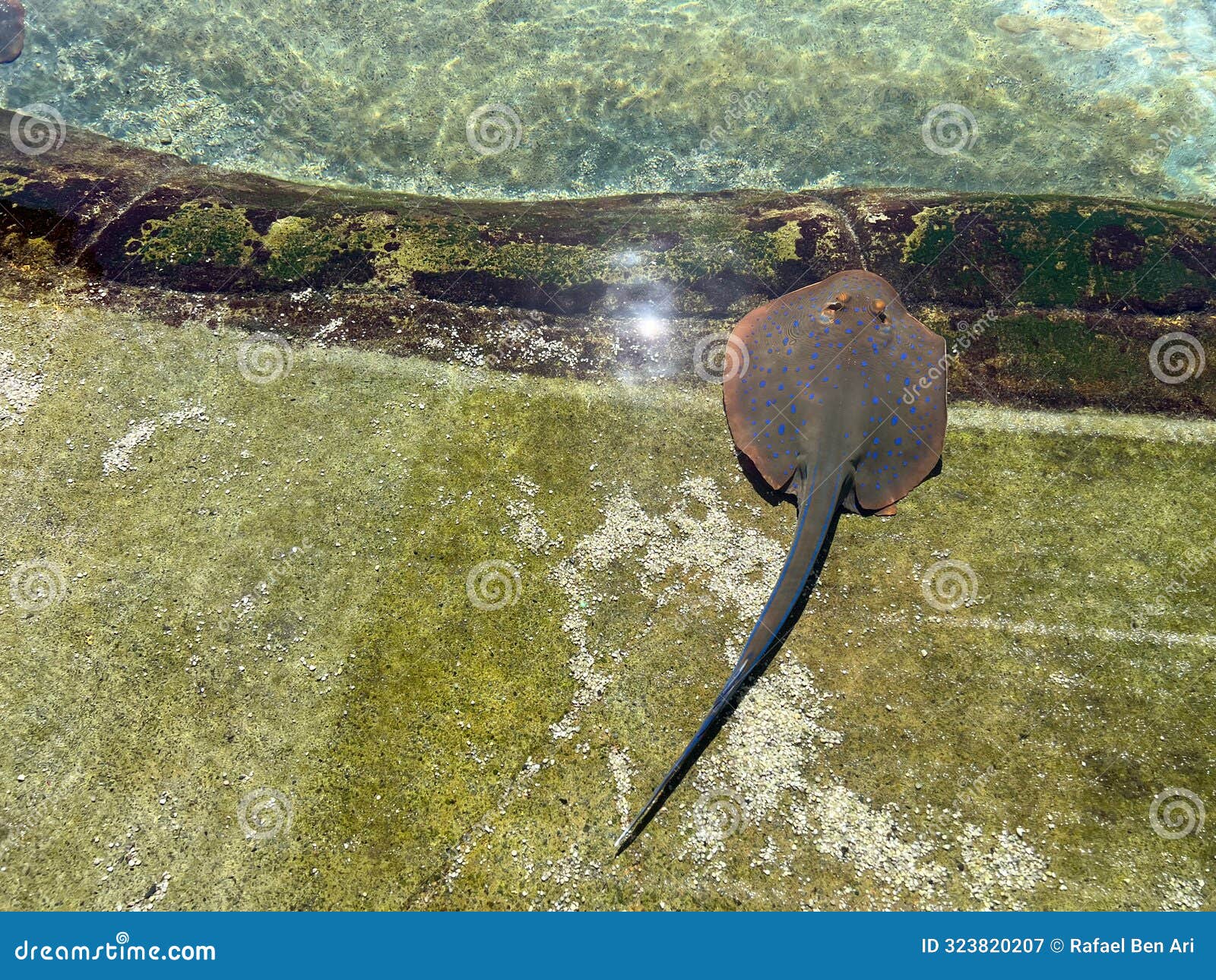 Sea Ray Stingray on a Bottom Floor Stock Image - Image of flat, outdoor ...