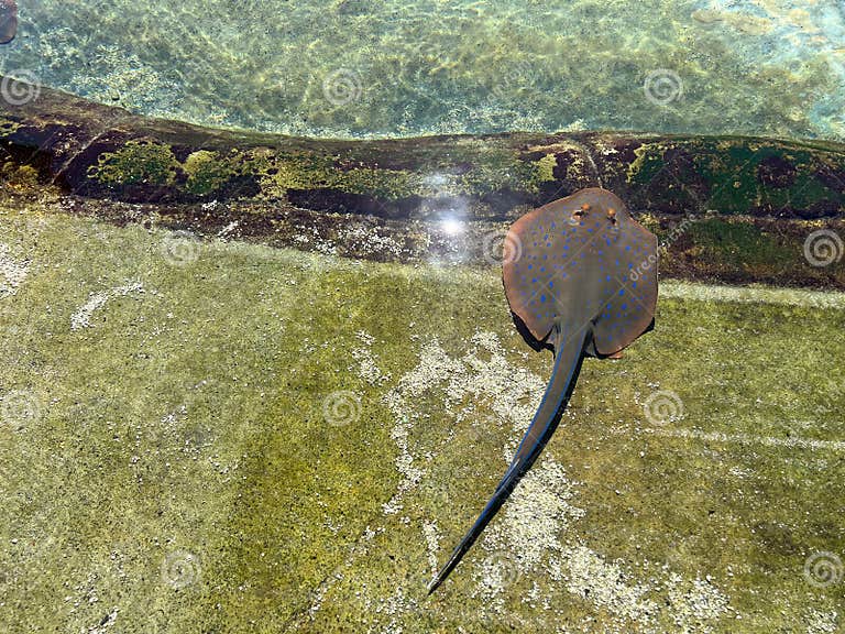 Sea Ray Stingray on a Bottom Floor Stock Image - Image of flat, outdoor ...