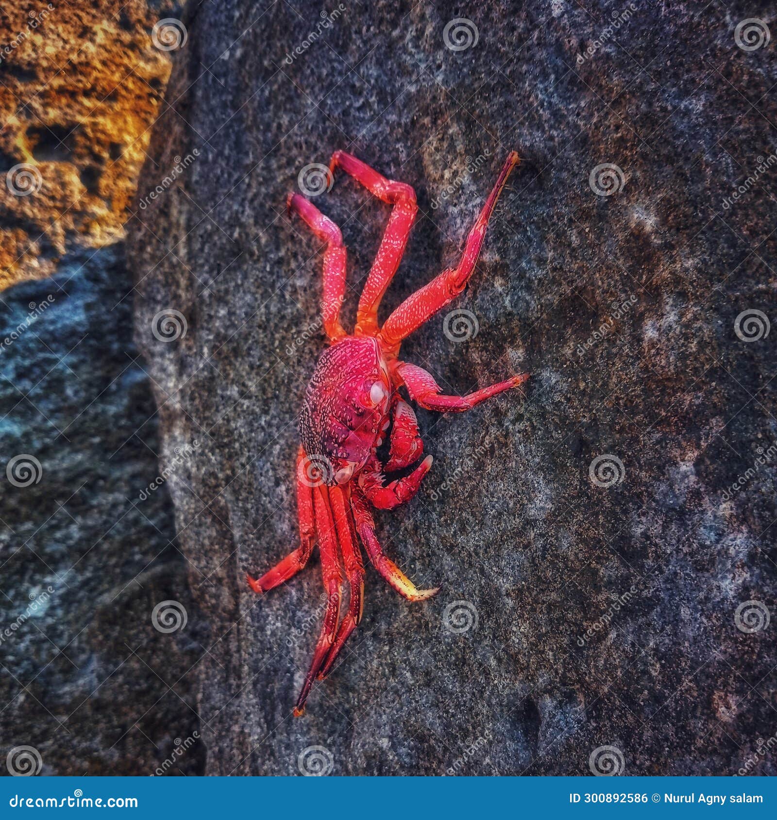 Sea red crab stock photo. Image of seaanimal, morning - 300892586