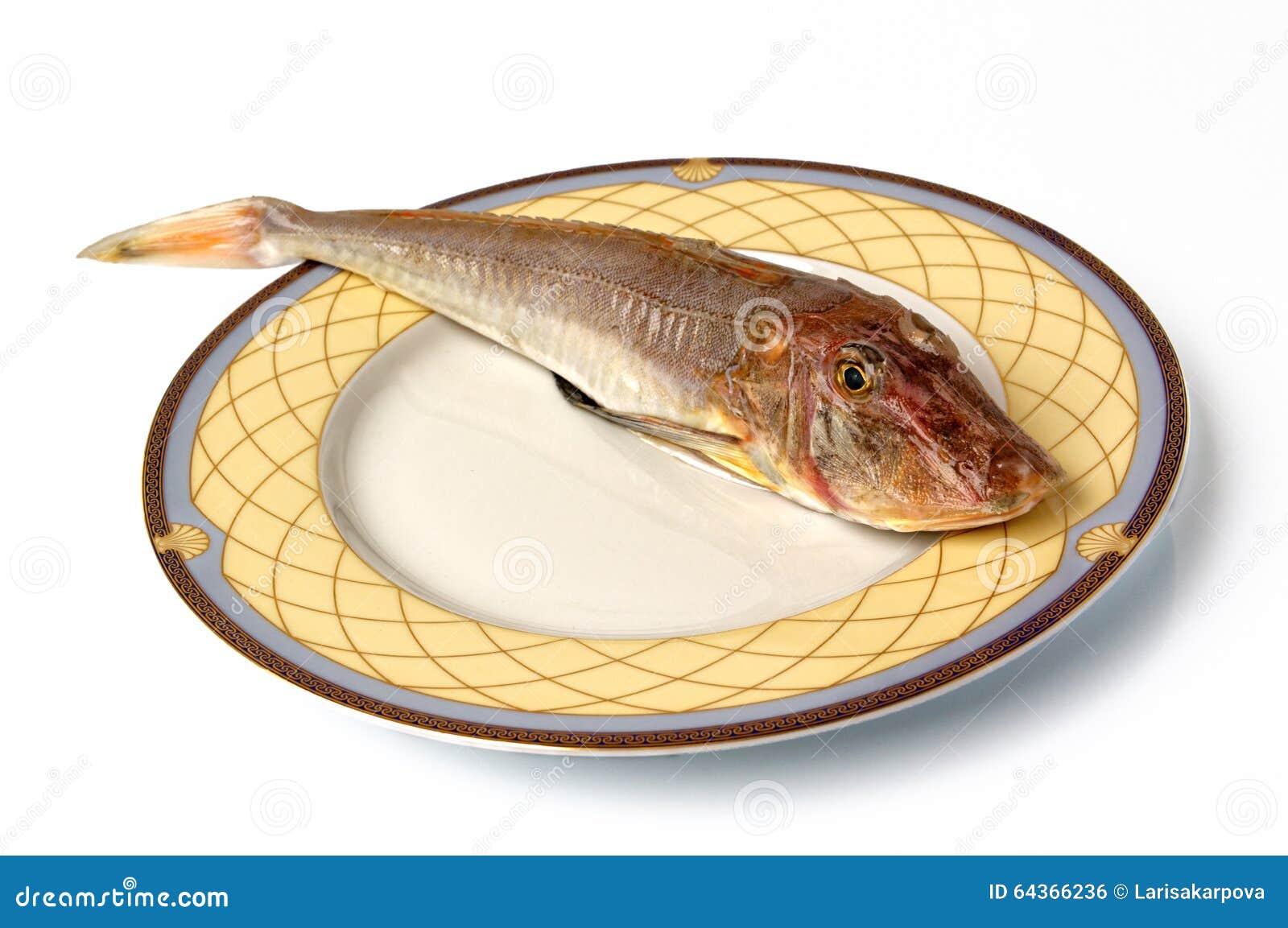 Sea Red Gurnard Gallinella Fish Stock Photo - Image of life, gallinella ...