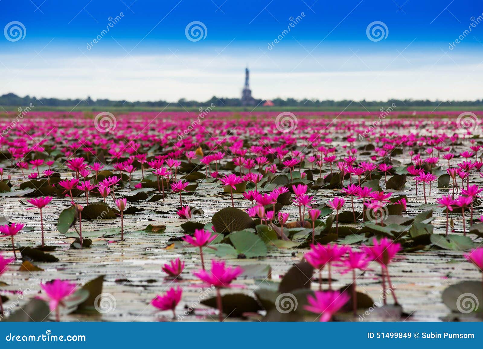 Sea of red lotus stock image. Image of ship, boat, flower - 51499849