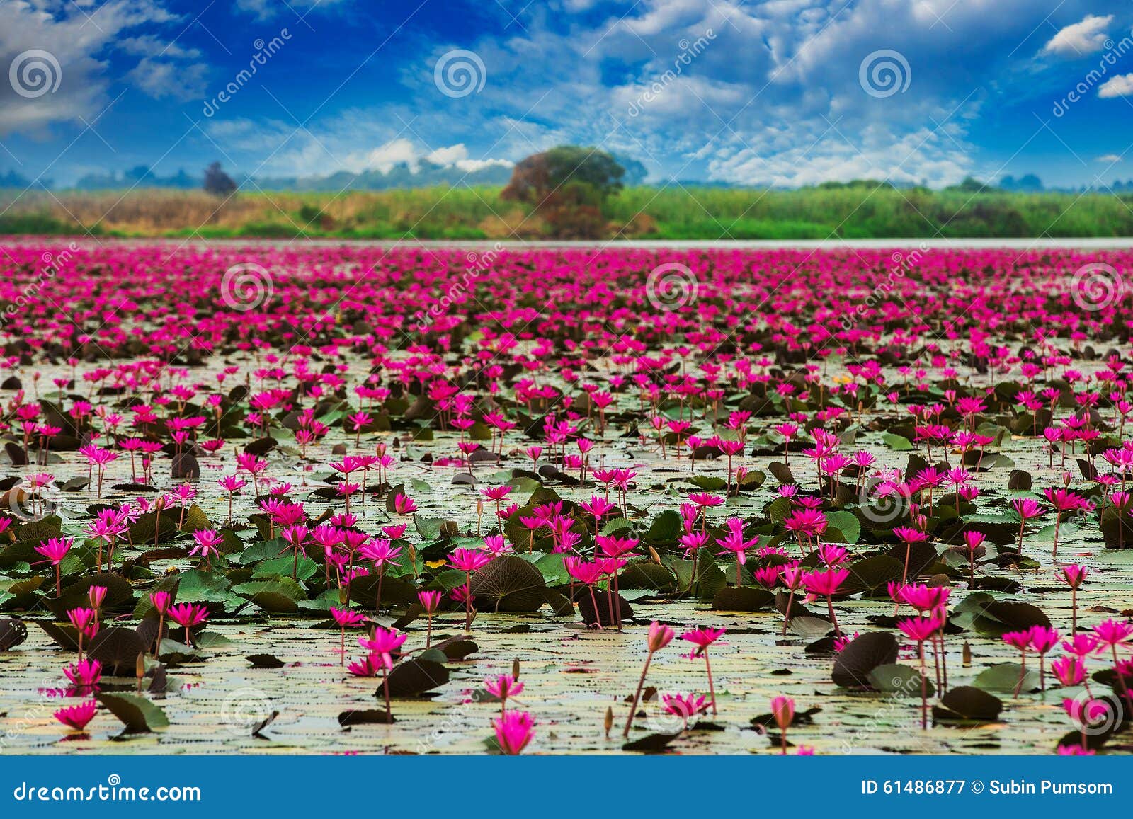 Sea of red lotus stock image. Image of reflection, elegant - 61486877