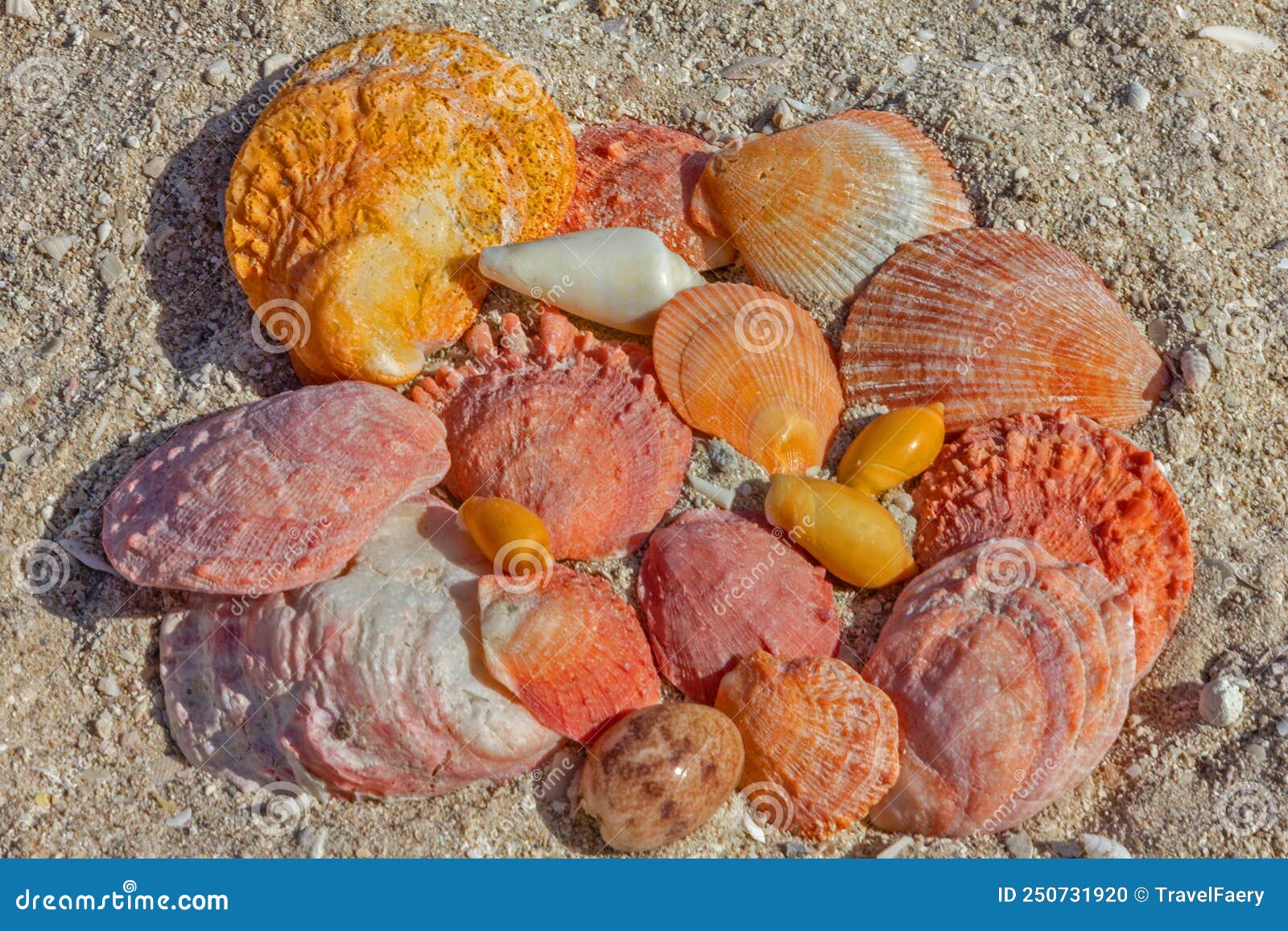 Sea Red Shells on the Sand Beach Stock Photo - Image of recreational ...