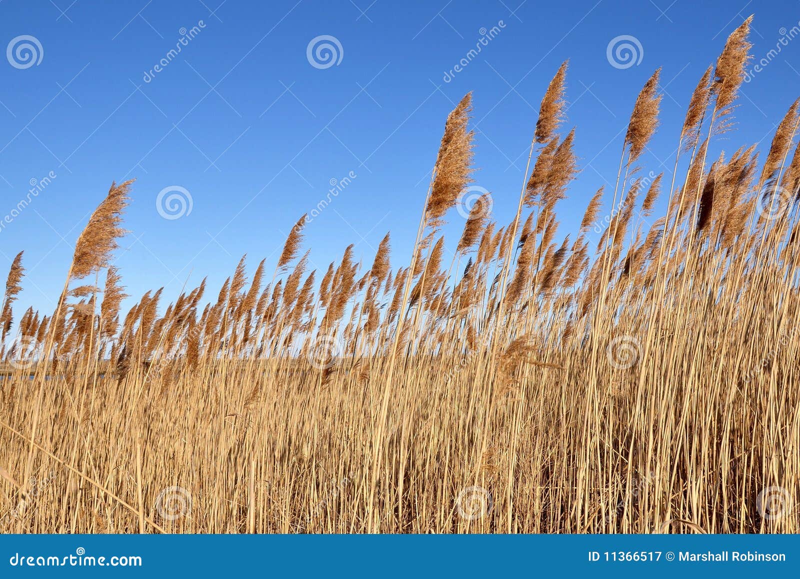 Sea Reeds stock image. Image of flora, light, stalks - 11366517