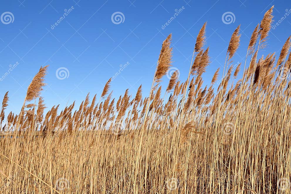 Sea Reeds stock image. Image of flora, light, stalks - 11366517