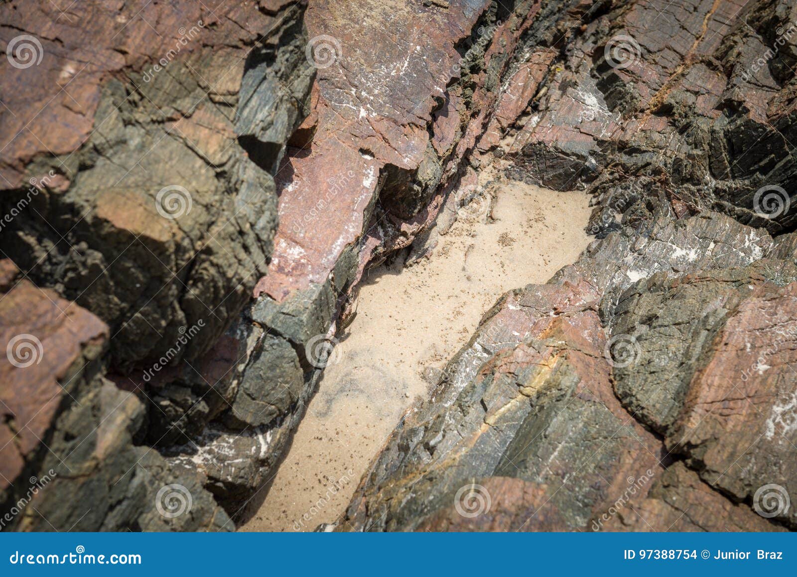 The Sea Roach Bug or Sea Slater Stock Photo - Image of close, floating ...