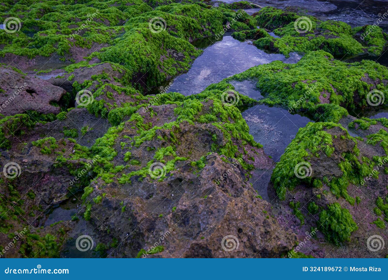 Sea Rock Moss Background, Green Moss Stock Photo - Image of moss ...