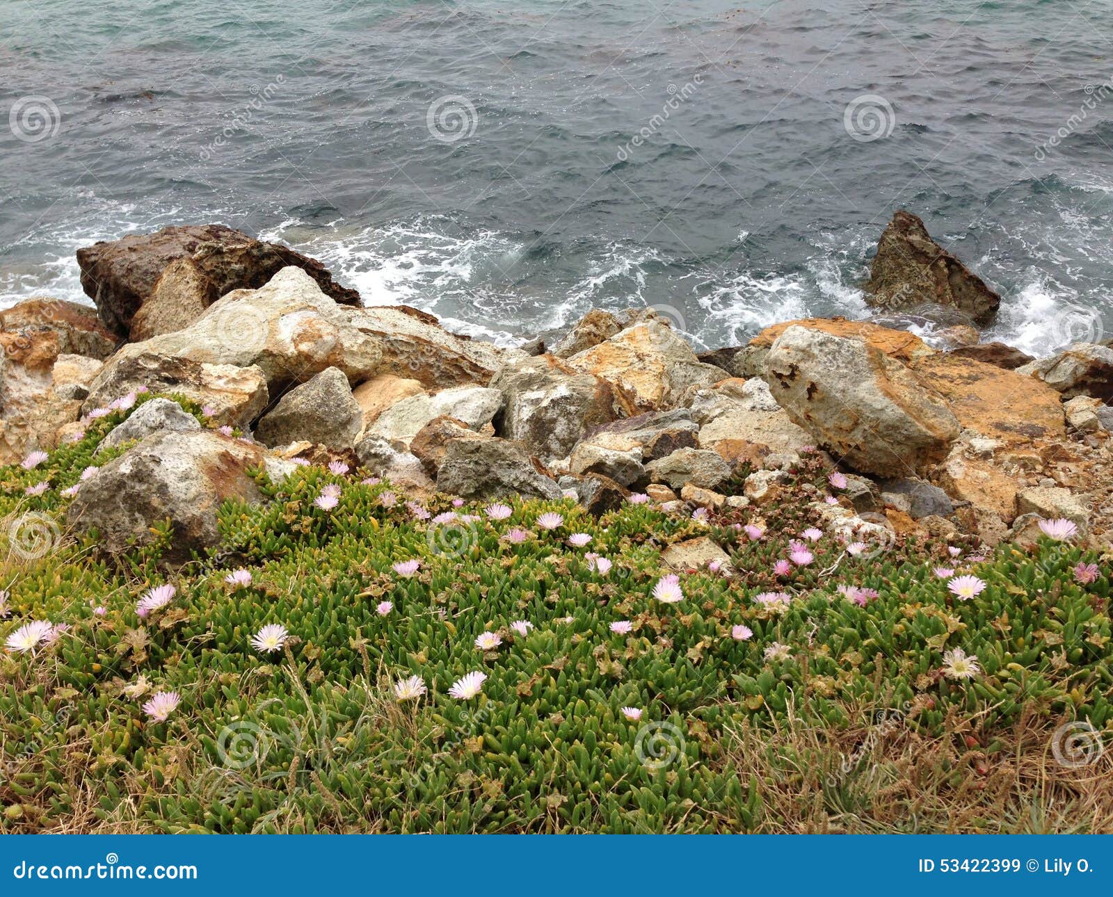 Sea-rock-plants Coexist Together Stock Image - Image of seaside ...