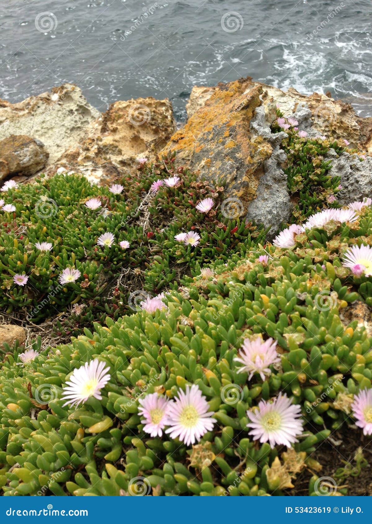 Sea-rock-plants Coexist Together Stock Image - Image of plant, cliff ...