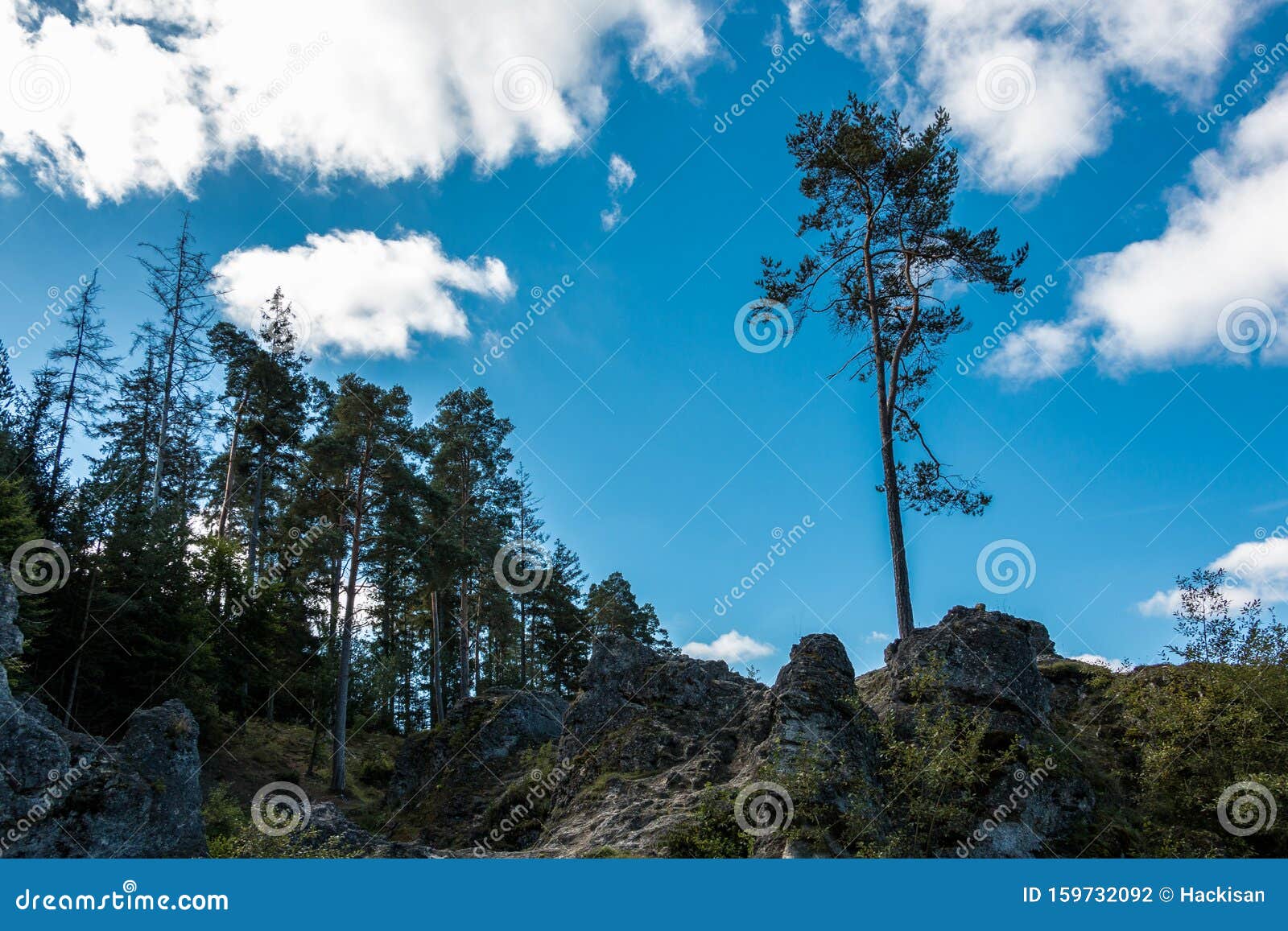 Sea of Rocks with Huge Rocks and High Trees Stock Photo - Image of tree ...