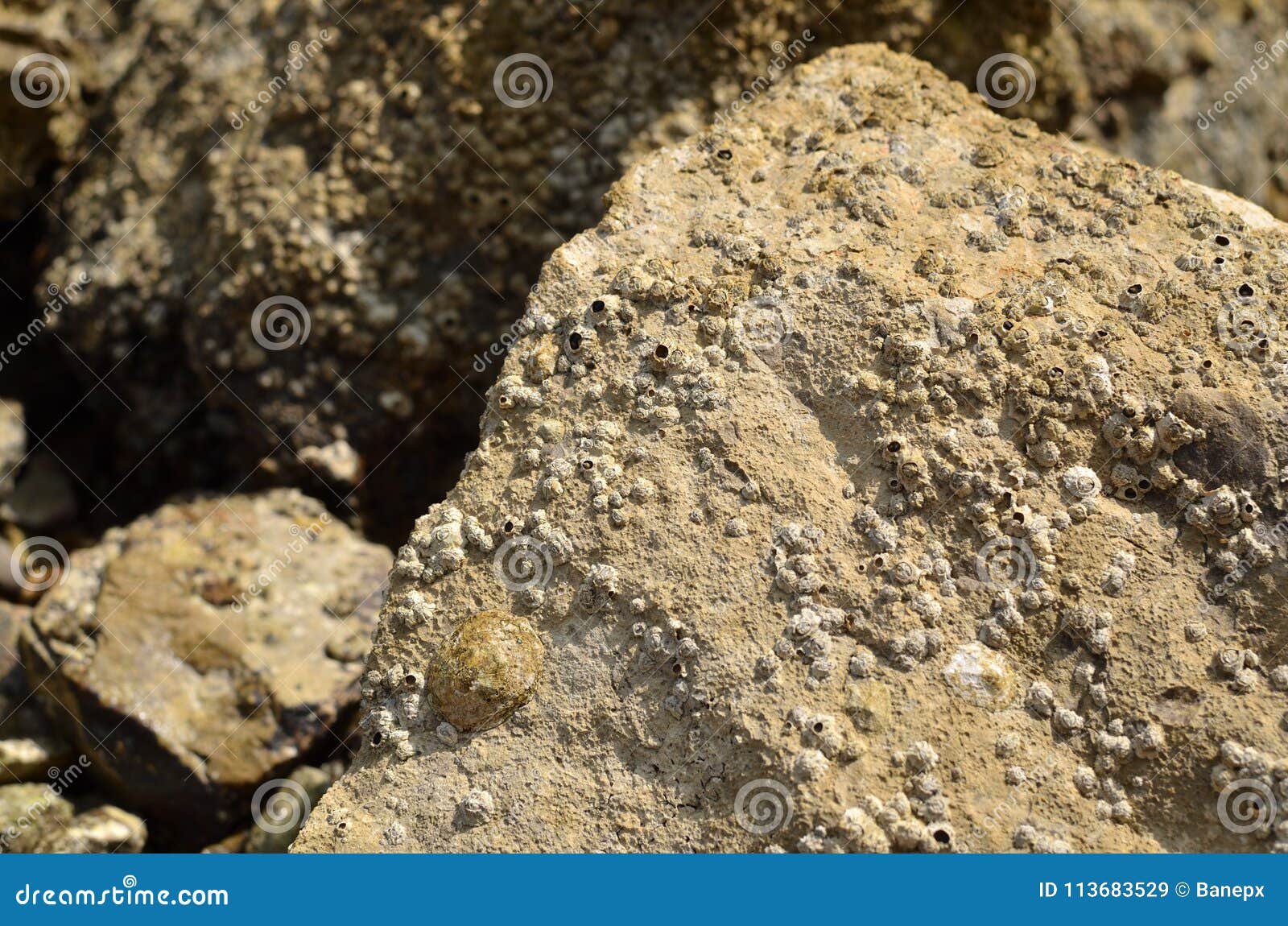 Sea rocks with limpets stock image. Image of ocean, texture - 113683529
