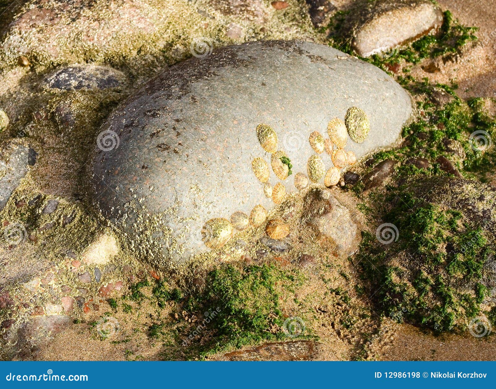 Sea rocks at low tide stock photo. Image of green, rock - 12986198