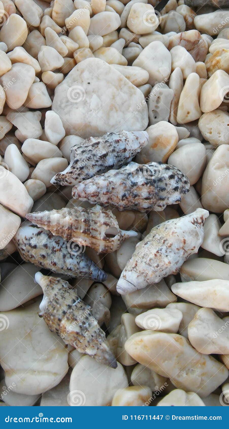 Sea Rocks and Shells on the Shore Stock Image - Image of bunch ...