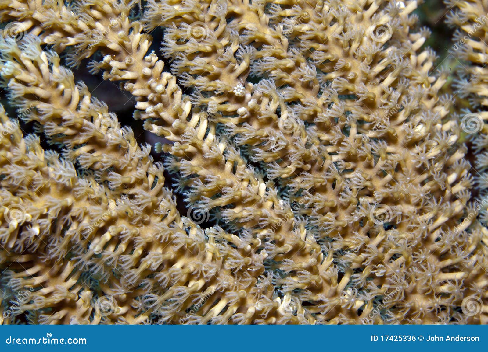 Sea rod stock photo. Image of roatan, underwater, octocorals - 17425336