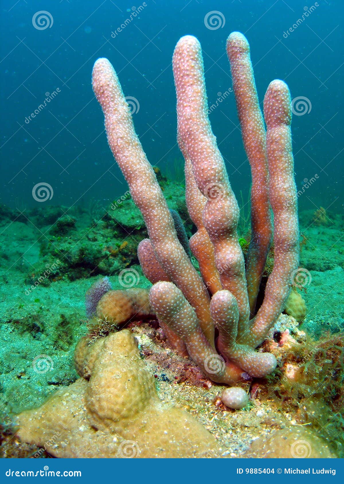 Sea Rod stock photo. Image of light, outdoors, waters - 9885404